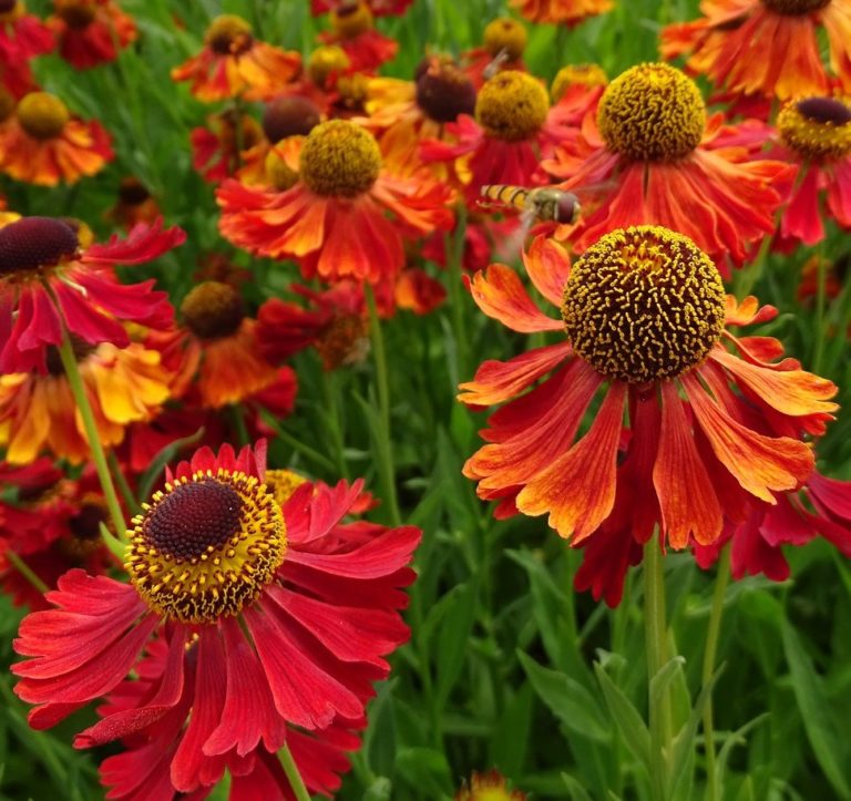 Heleenium'Moerheim Beauty' Helenium x - Rannamäe Puukool