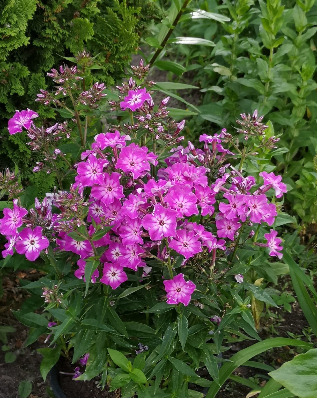 Aedfloks 'Early Purple Eye' Phlox paniculata - Rannamäe Puukool