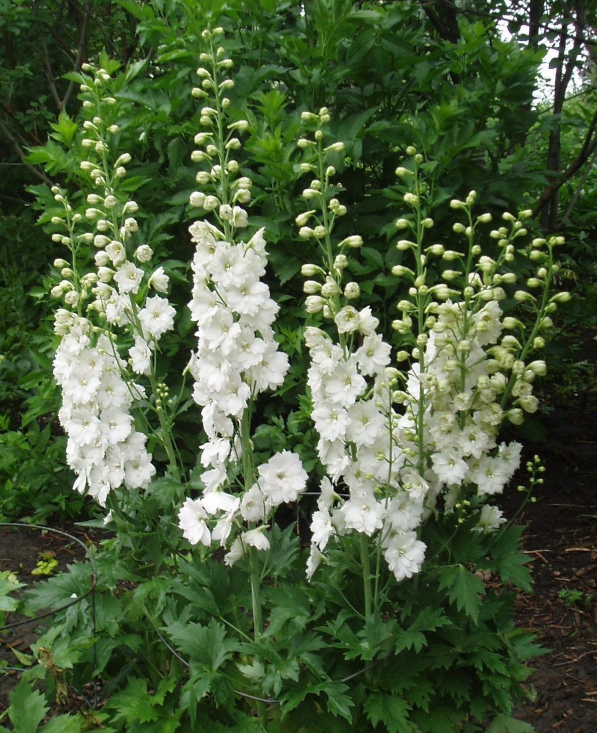 Aed-kukekannus 'Magic Fountains White' Delphinium x cultorum - Rannamäe Puukool