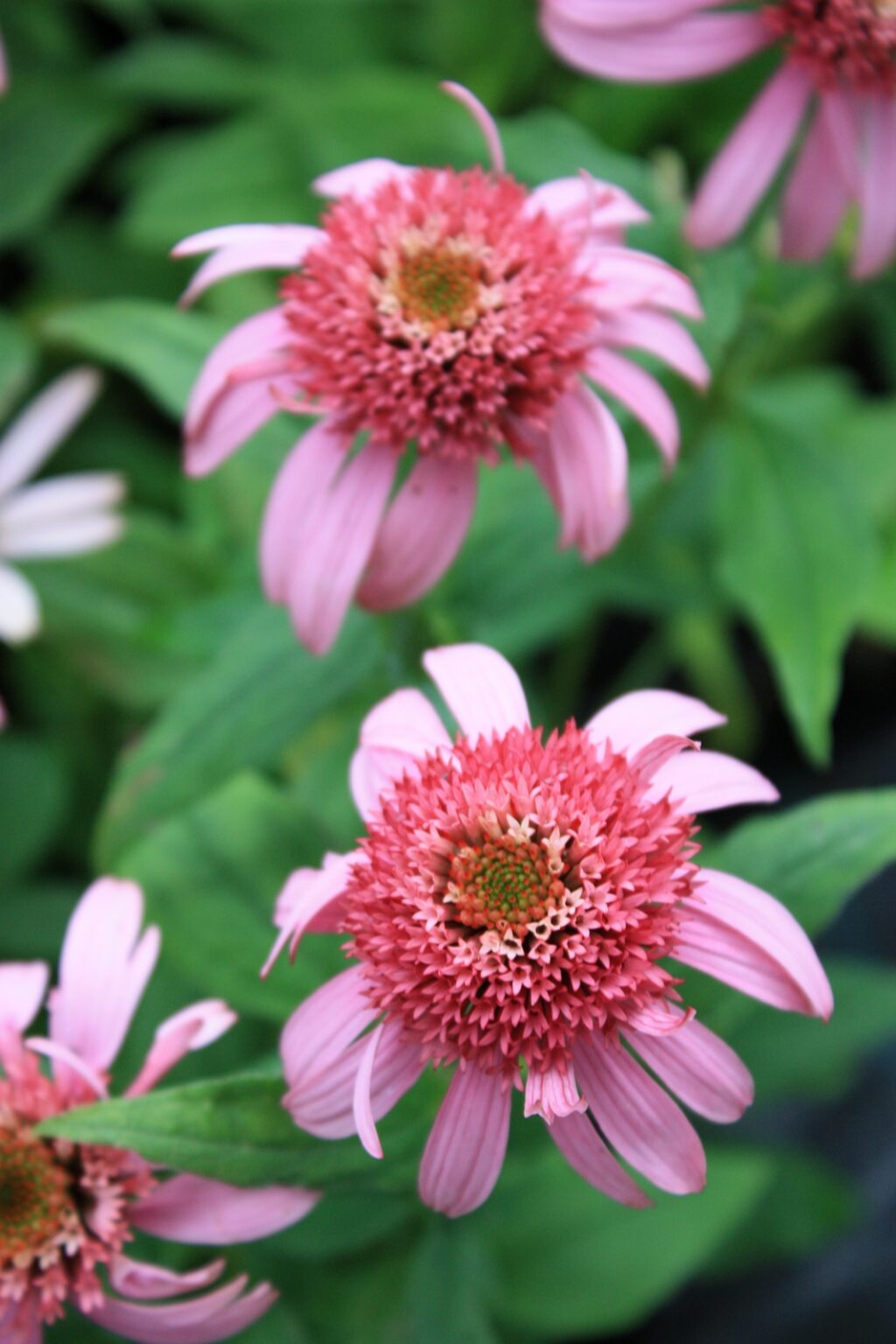 Punane siilkübar 'Pink Double Delight' Echinacea purpurea - Rannamäe ...