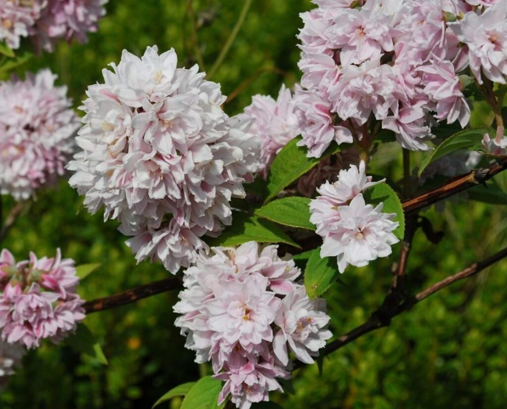 Aed-deutsia'Rosea Plena'Deutzia x hybrida - Rannamäe Puukool