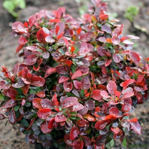 Thunbergi kukerpuu'Bagatelle'Berberis thunbergii - Rannamäe Puukool
