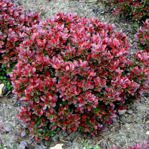 Thunbergi kukerpuu'Bagatelle'Berberis thunbergii - Rannamäe Puukool