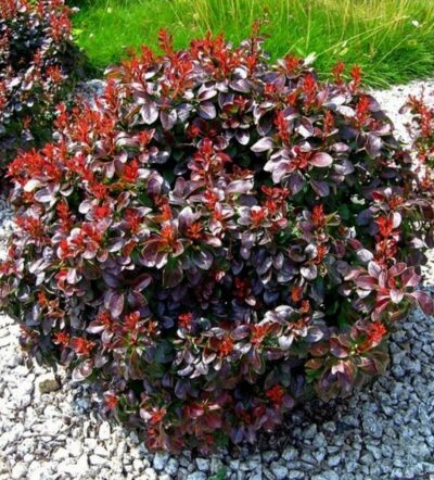 Thunbergi kukerpuu'Bagatelle'Berberis thunbergii - Rannamäe Puukool